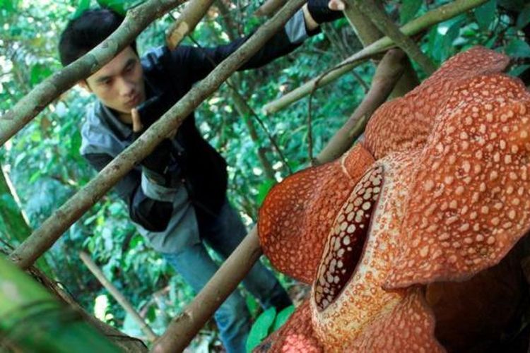Google Doodle Tampilkan Bunga Rafflesia Arnoldii, Mengapa?