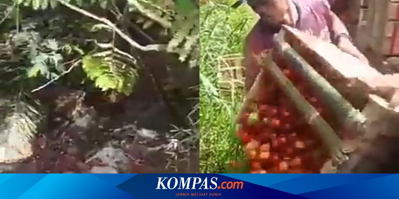 Petani Ngamuk Buang 1 Pikap Tomat, Harga Rp 4.000 Anjlok Jadi Rp 600 ...
