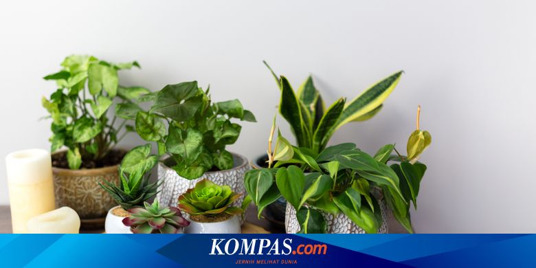 8 Cara Membuat Tanaman Hias Palsu Terlihat Asli