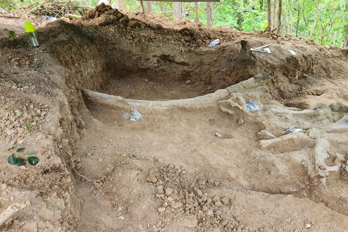Fosil Stegodon Berumur 800.000 Tahun Ditemukan di Nganjuk, Ungkap Jejak ...