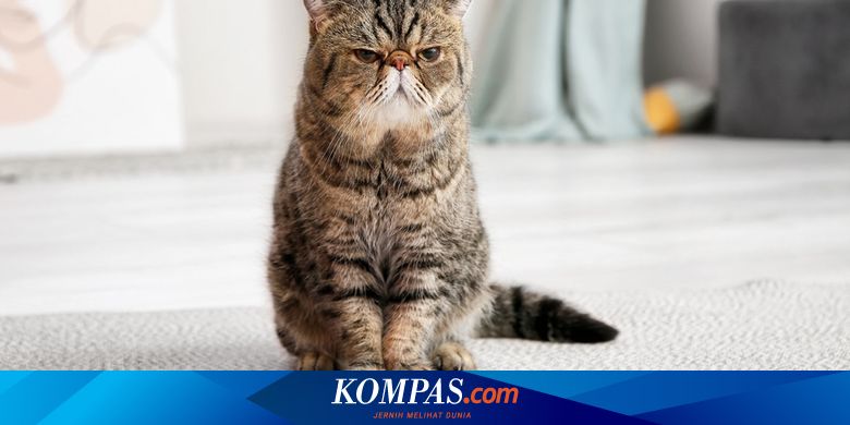Bagaimana Cara Mengobati Kucing Kencing Darah?