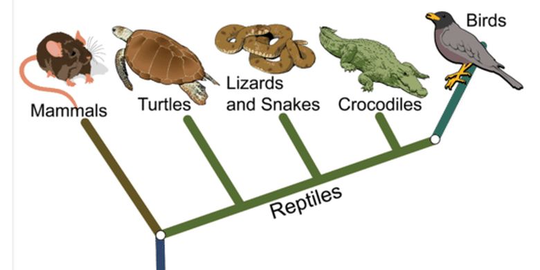 Filogenia: definición y base de determinación Archives - Noticias Ultimas