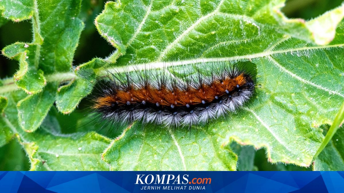 5 Cara Membasmi Hama Ulat Bulu Tanpa Pestisida