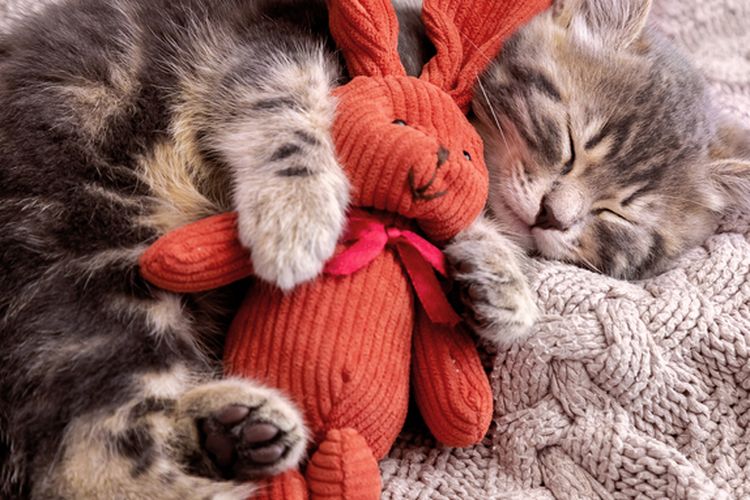 7 Cara Menjaga Kucing Tetap Hangat Selama Cuaca Dingin