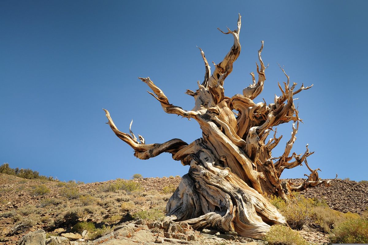 Apa Pohon Tertua di Dunia?