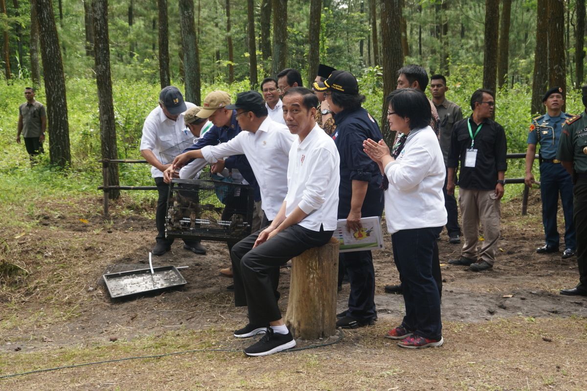 Jokowi Lepas Sepasang Elang Jawa, Abu dan Rossy, di Lereng Merapi