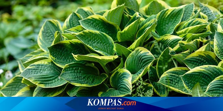7 Cara Memanfaatkan Tanaman Hosta untuk Mempercantik Halaman Rumah