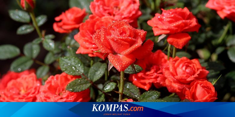 Jangan Tanam Bunga Mawar di Media Tanah Saja, Ini Alasannya