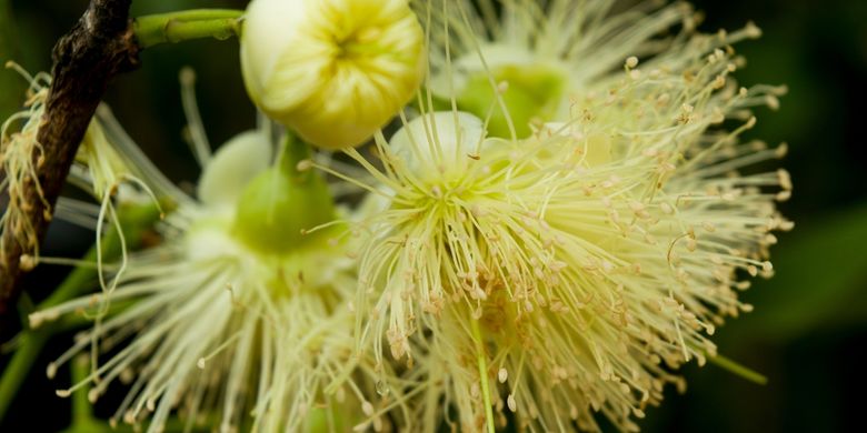 Simak, Cara Merawat Bunga Jambu agar Tidak Rontok