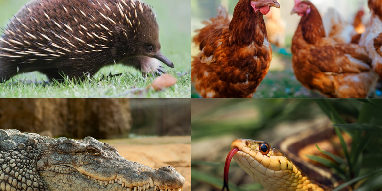 Amniota: Pengertian, Karakteristik, dan Contohnya