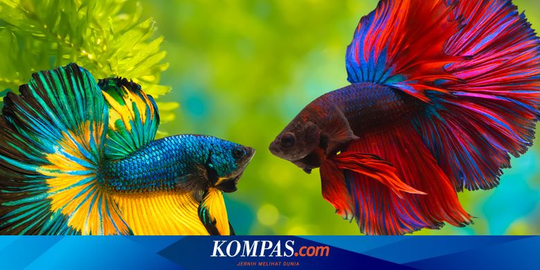 6 Penyebab Warna Ikan Cupang Memudar dan Cara Mengatasinya