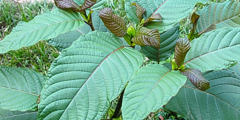 Apa Itu Kratom, Tanaman Herbal yang Jadi Polemik Ekspor
