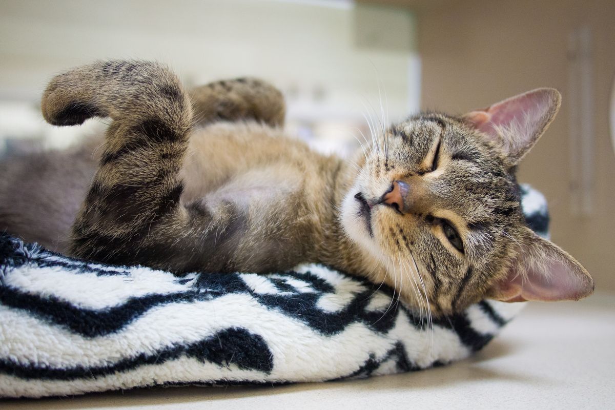 4 Alasan Kucing Mengedipkan Salah Satu Matanya