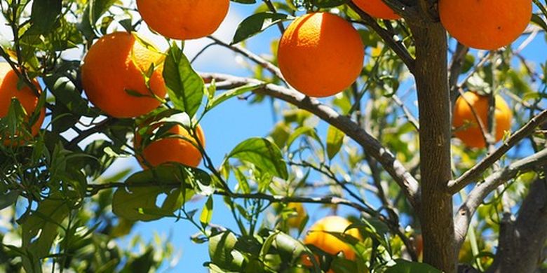 4 Varietas Jeruk Mandarin dan Karakteristik yang Dimiliki