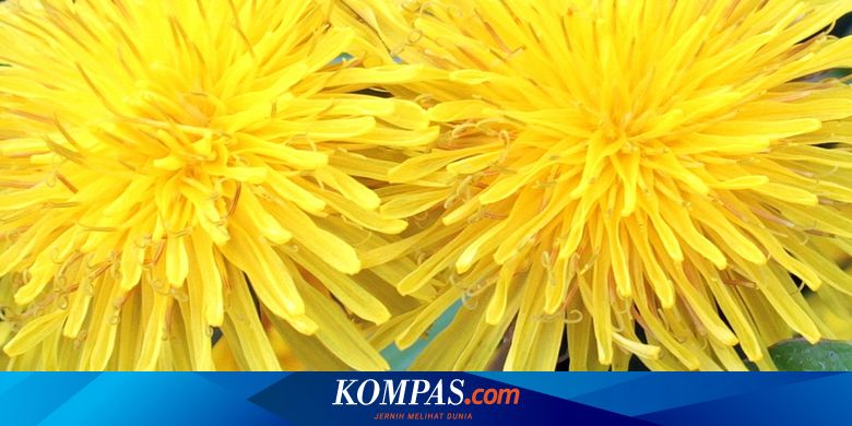 9 Bunga Cantik Ini Bisa Dimakan, Apa Saja?