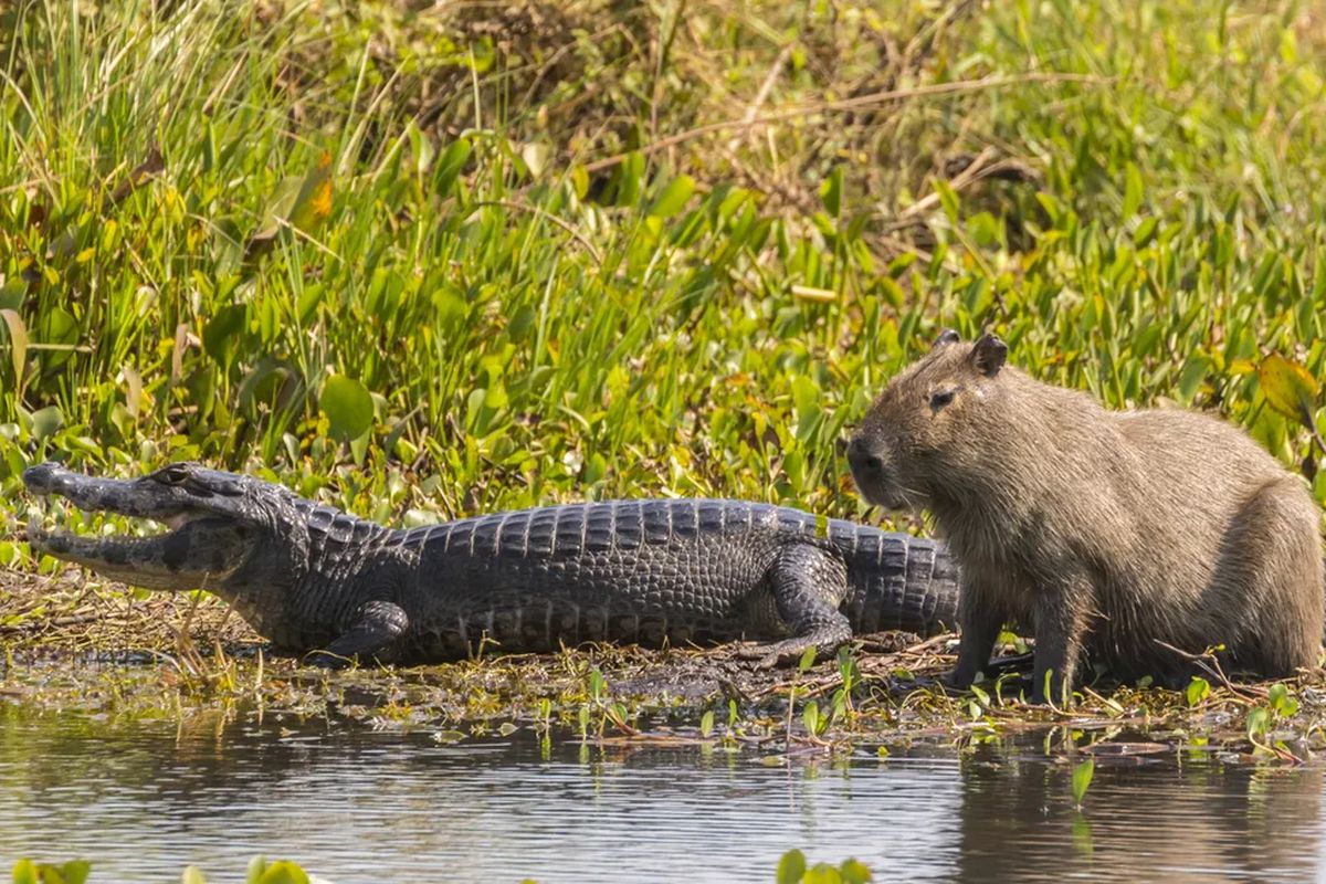Mengapa Kapibara Bisa Hidup Tenang Berdampingan dengan Buaya?