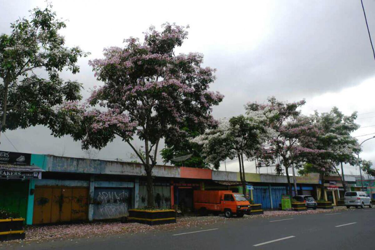 Bunga Tabebuya Kembali Bermekaran, Magelang bak Negeri Sakura