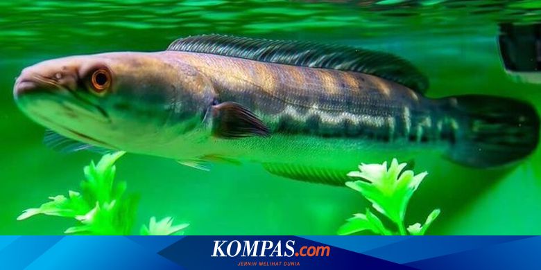 Nutrisi Ikan Toman, Si Predator Air Tawar Sungai Kalimantan