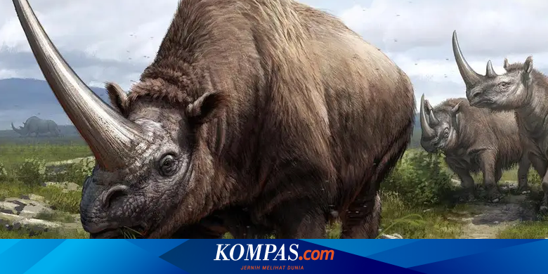 Peneliti Akhirnya Berhasil Ungkap Sejarah Evolusi Badak