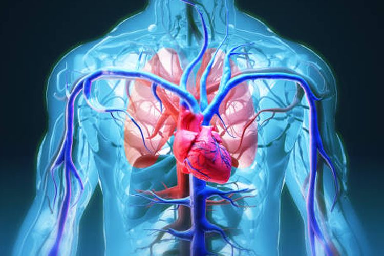 Mengenal 11 Sistem Organ pada Tubuh Manusia