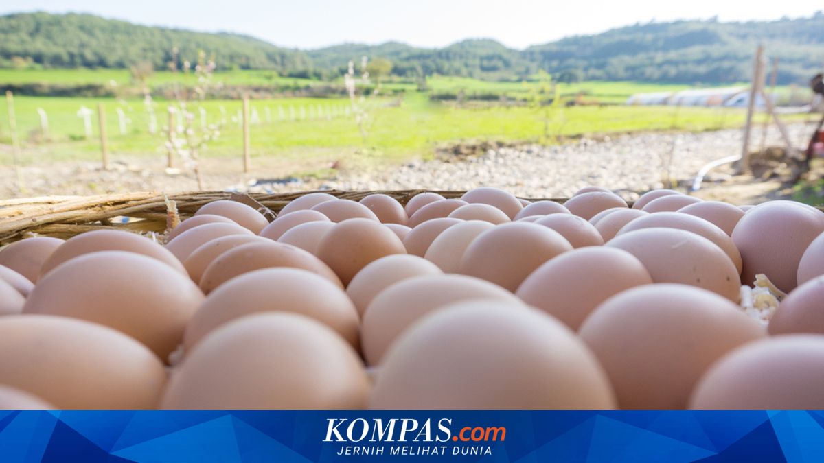 6 Tipe Telur Ayam di Pasaran, dari Cage-Free sampai Pasteurized