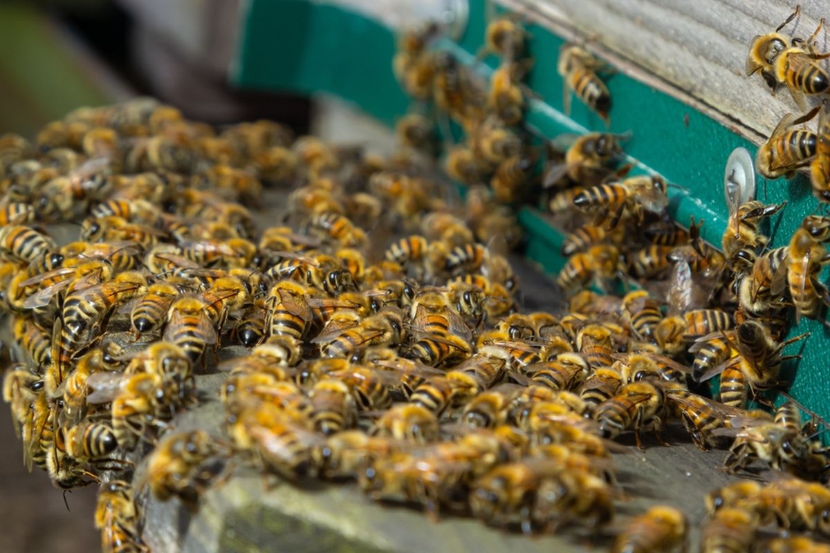 Akibat Persaingan dengan Lebah Madu, Lebah Asli Terancam