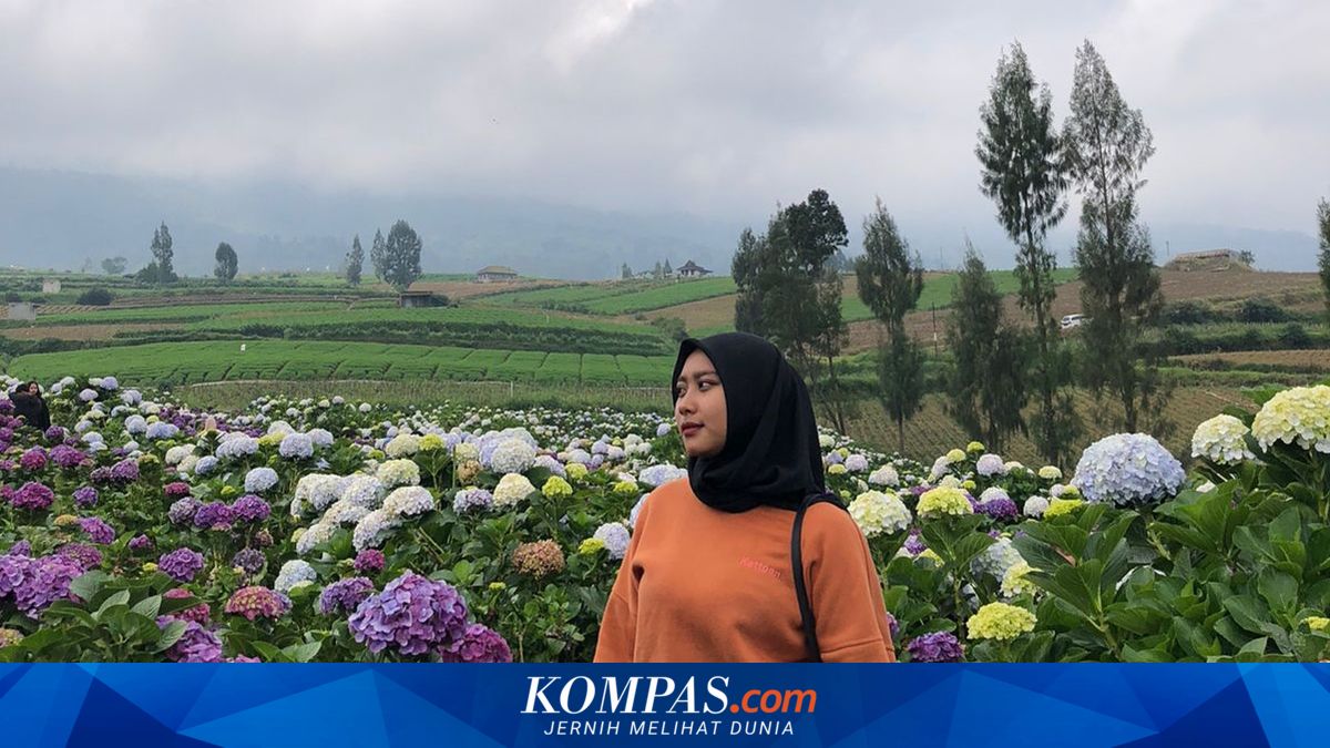 Pesona Hortensia Brakseng, Surga Bunga Viral di Puncak Kota Batu