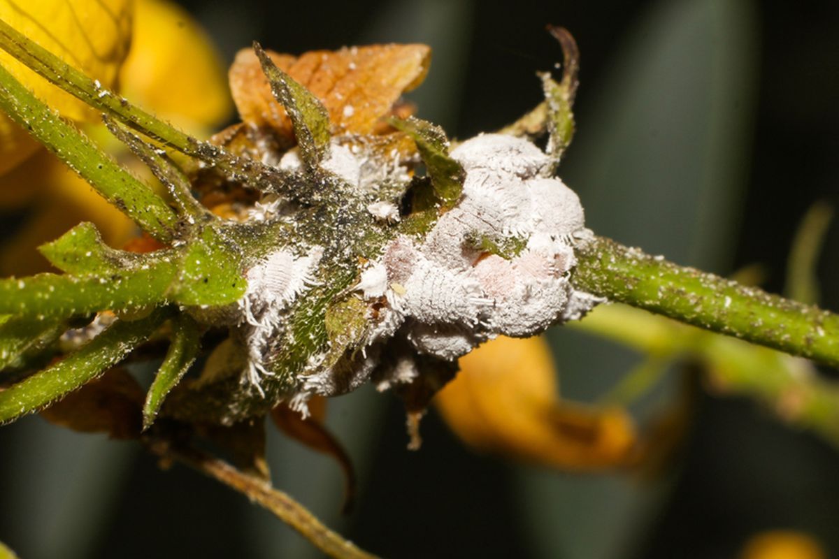 7 Cara Membasmi Kutu Putih dari Tanaman