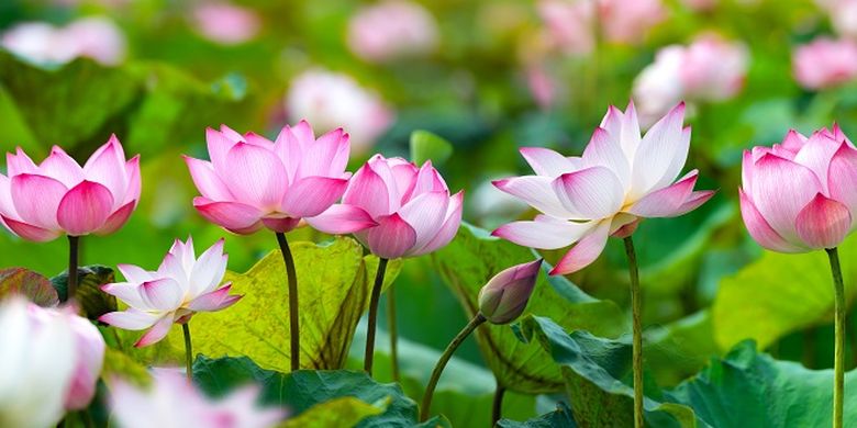 Cara Menanam Bunga Lotus di Sawah Bekas Padi