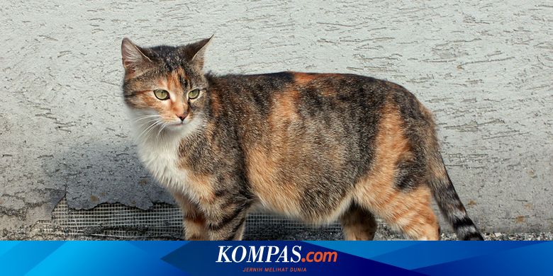 7 Tanda Kucing Hamil dan Cara Merawatnya