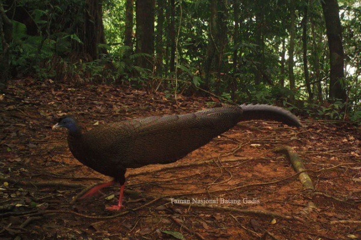 Flora dan Fauna Identitas Sumatera Barat
