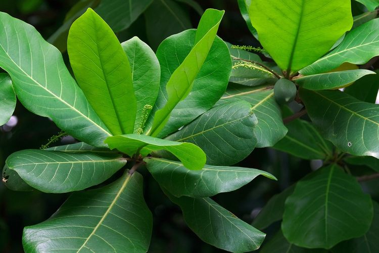 Foto : Tak Hanya untuk Ikan Cupang, Ini 5 Manfaat Daun Ketapang bagi ...