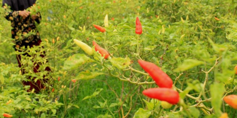 Mengenal Cabai Rawit, dari Manfaat, Nutrisi, hingga Cara Menanamnya