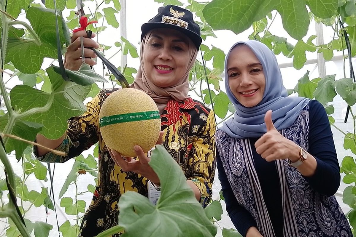 Petani Milenial di Kendal, Menanam Melon Memakai Aplikasi Handphone