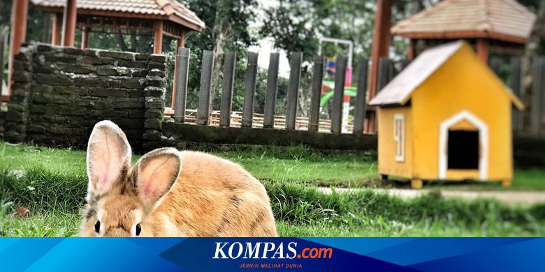 Feeding Animals dan Birds di JJ Park and Play, Serunya Dekat dengan Alam