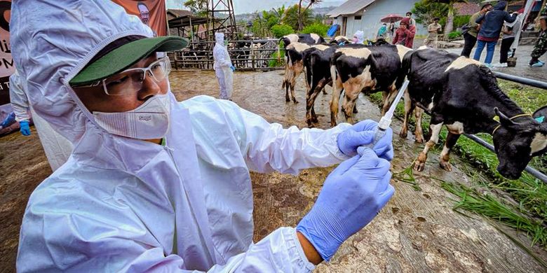 Berita Harian Penanganan-rabies Terbaru Hari Ini - Kompas.com