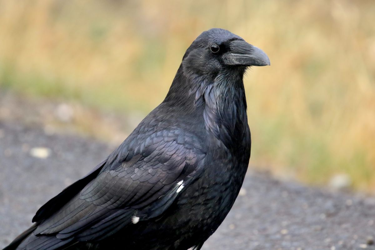 Burung Gagak Ternyata Bisa Mengikuti Perintah Suara Manusia