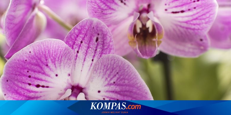 Simak, Panduan Budidaya Anggrek dari Botolan