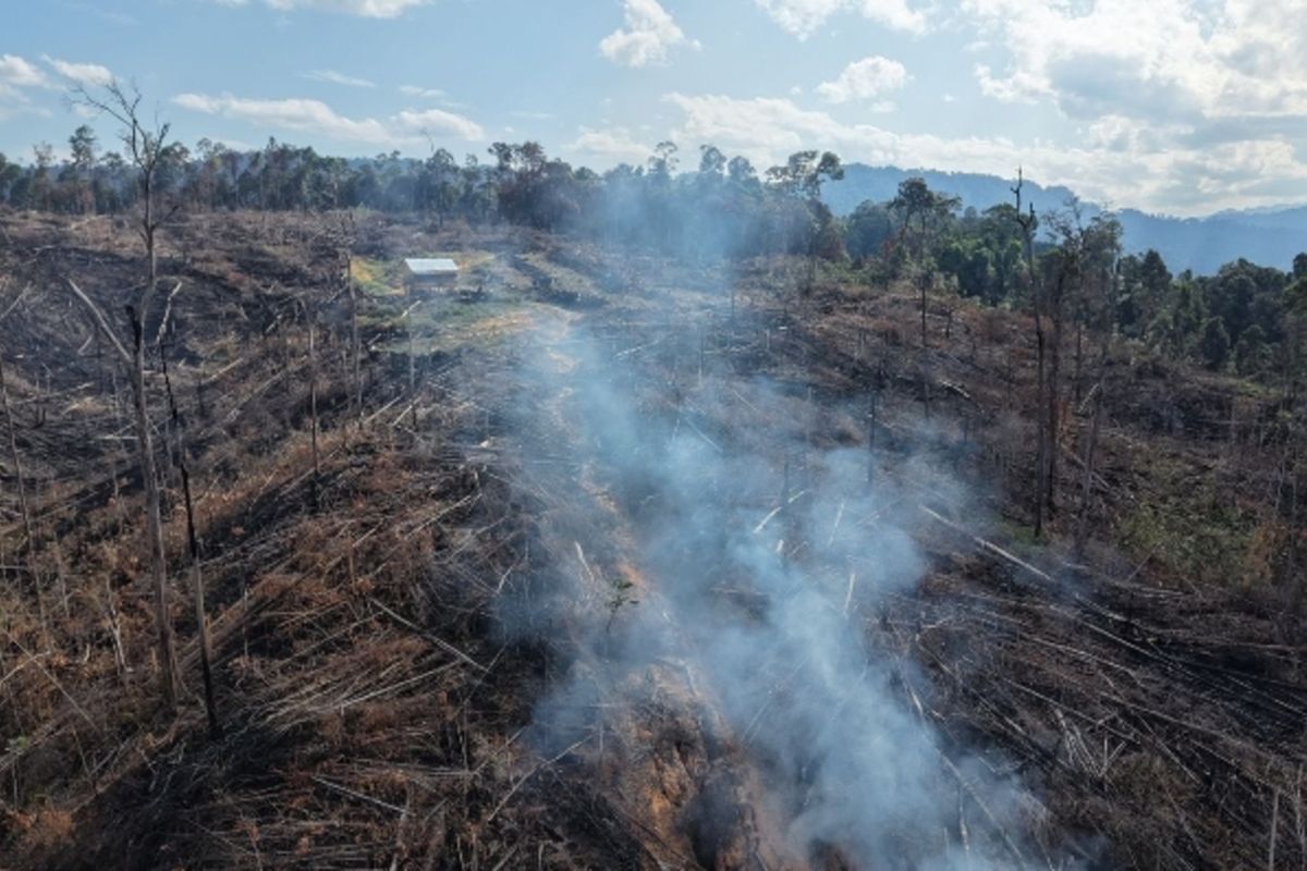 Buka Kebun Sawit dengan Membakar Hutan, 3 Orang di Rokan Hulu Ditangkap