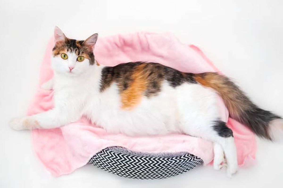 Pemilik Wajib Tahu, Ini Bagian Tubuh Kucing yang Paling Suka Dielus