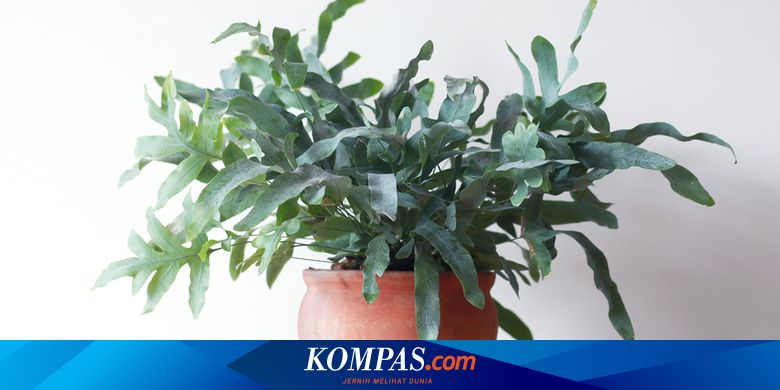 6 Jenis Pakis Hias Cantik yang Cocok Dikoleksi di Rumah