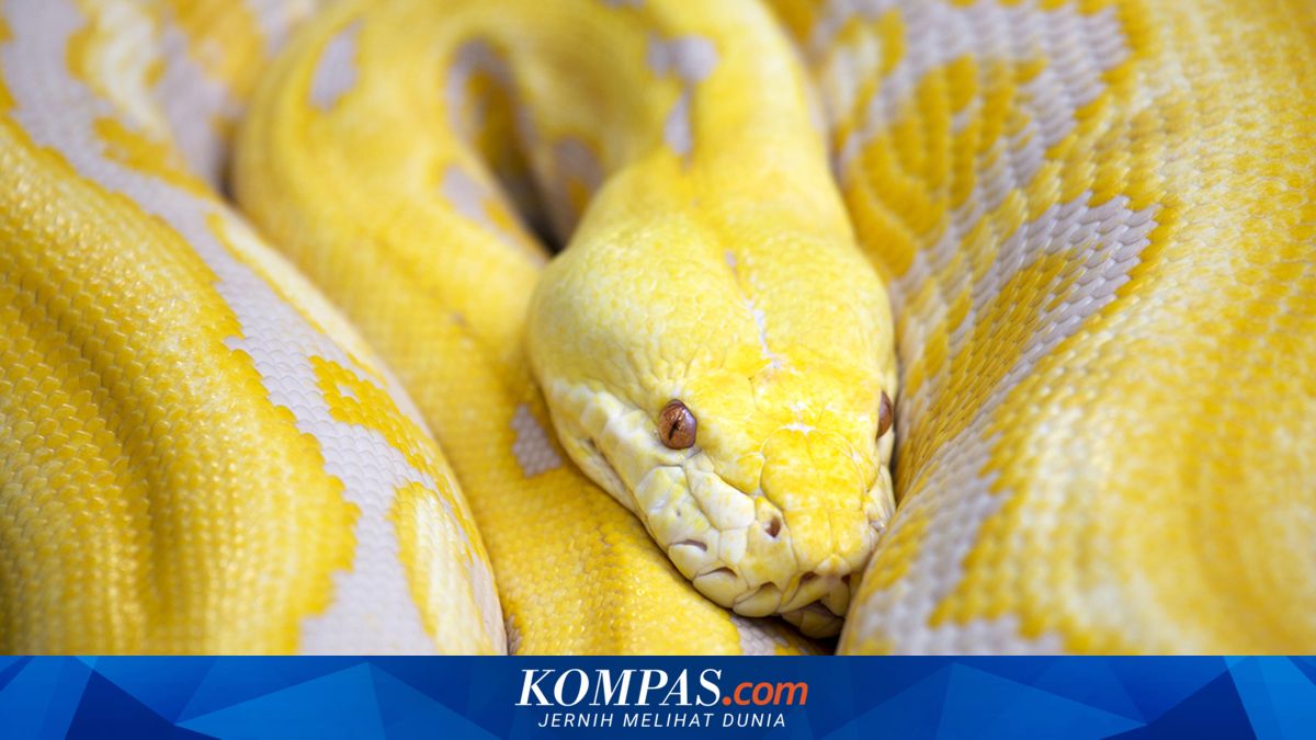 18 Jenis Ular Piton di Indonesia, Ada yang Bisa Memangsa Manusia