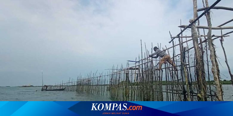 Tangkapan Nelayan Berkurang, Jamuan Khas Imlek Ikan Dingkis Sulit Ditemui