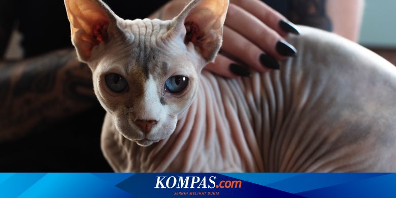 6 Alasan Mengapa Kucing Tiba-tiba Ingin Dipangku