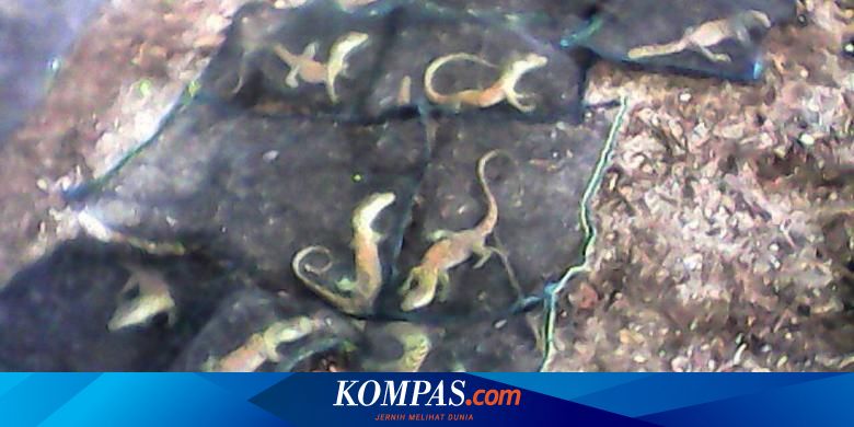 14 Telur Komodo Menetas di Sarang Burung Maleo