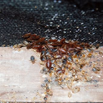 3 Cara Mencegah Serangan Kutu Busuk di Rumah