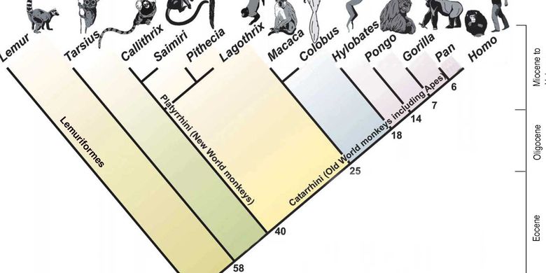 Pohon Filogeni: Pengertian, Struktur, dan Kelompok Organismenya