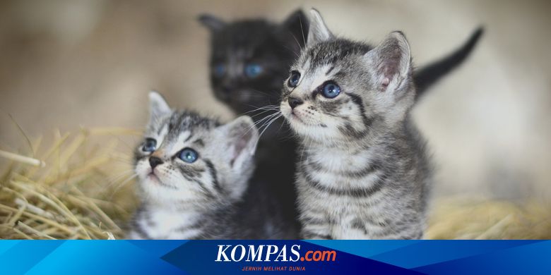 Beragam Alasan Induk Kucing Sering Memindahkan Anaknya yang Baru Lahir