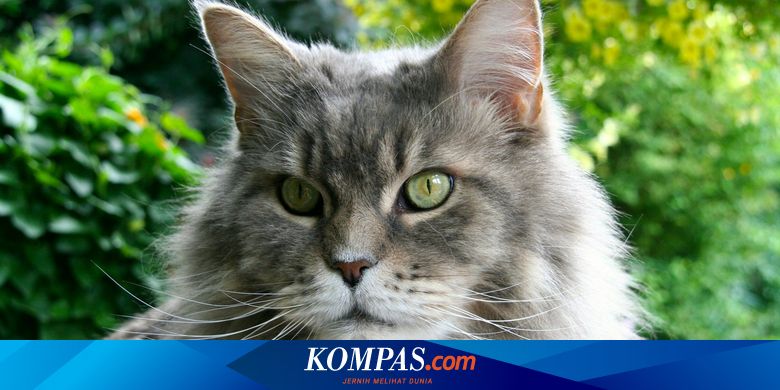 8 Ras Kucing Abu-abu dan Putih yang Menawan