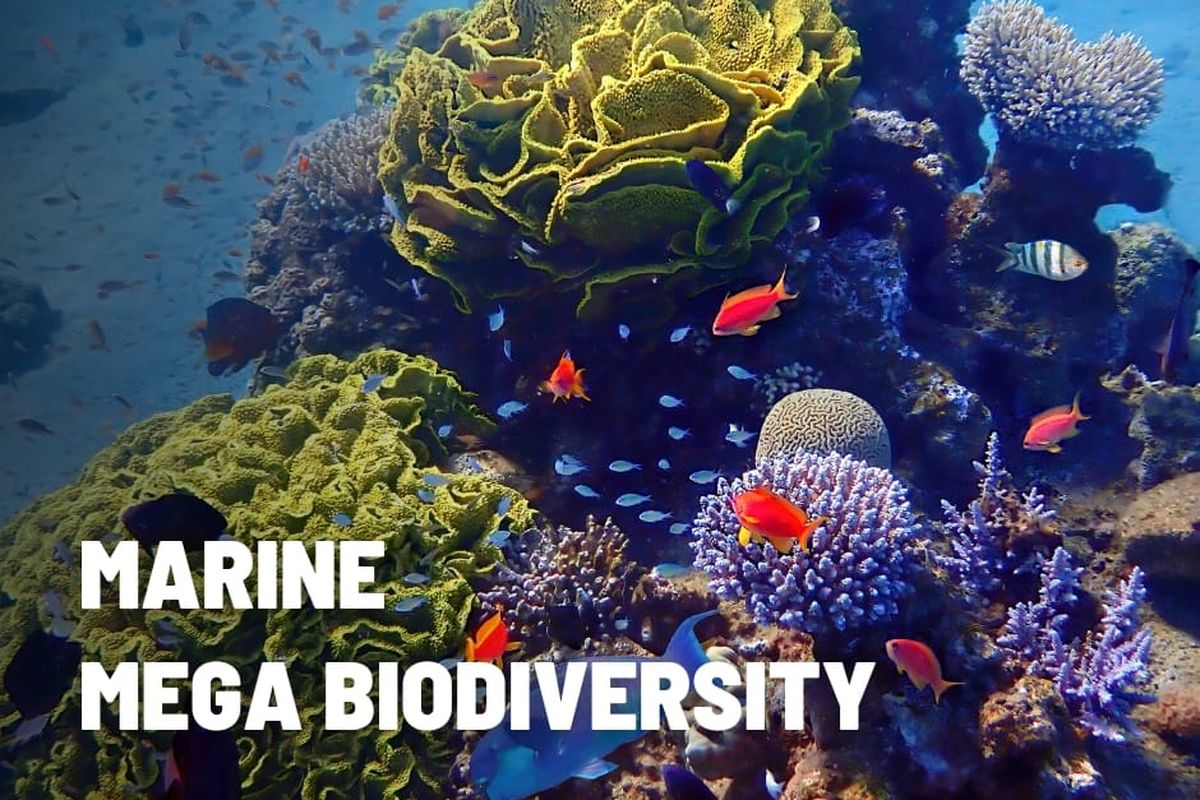 Indonesia Sebagai Wilayah Marine Mega Biodiversity